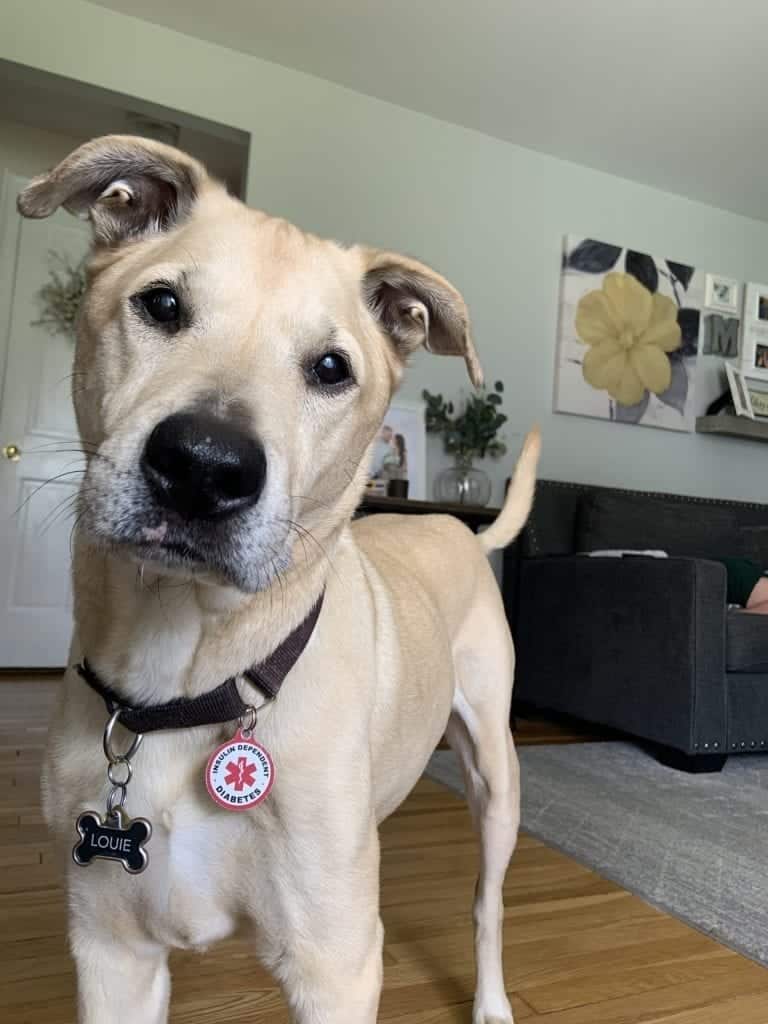 Adoptables | Wise Animal Rescue